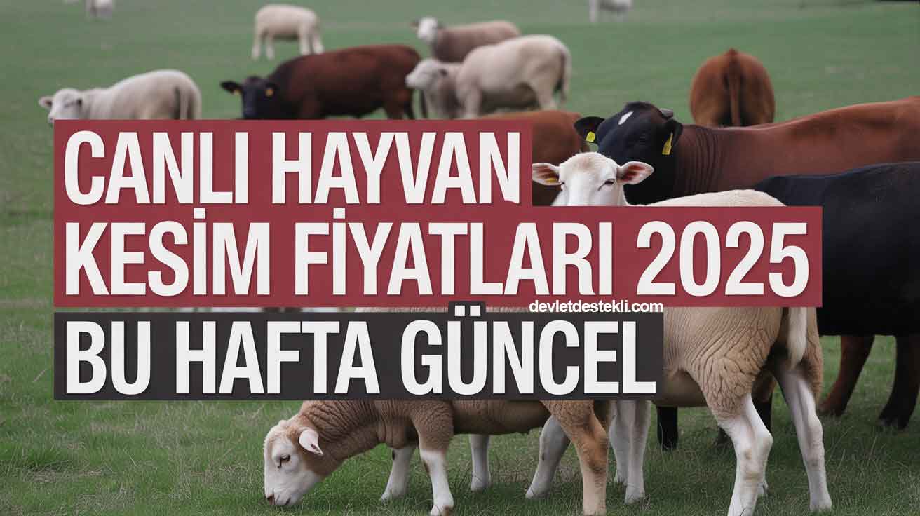 Canlı Hayvan Et Kesim Fiyatları 2025 7 Ocak 2026 (DANA KUZU)